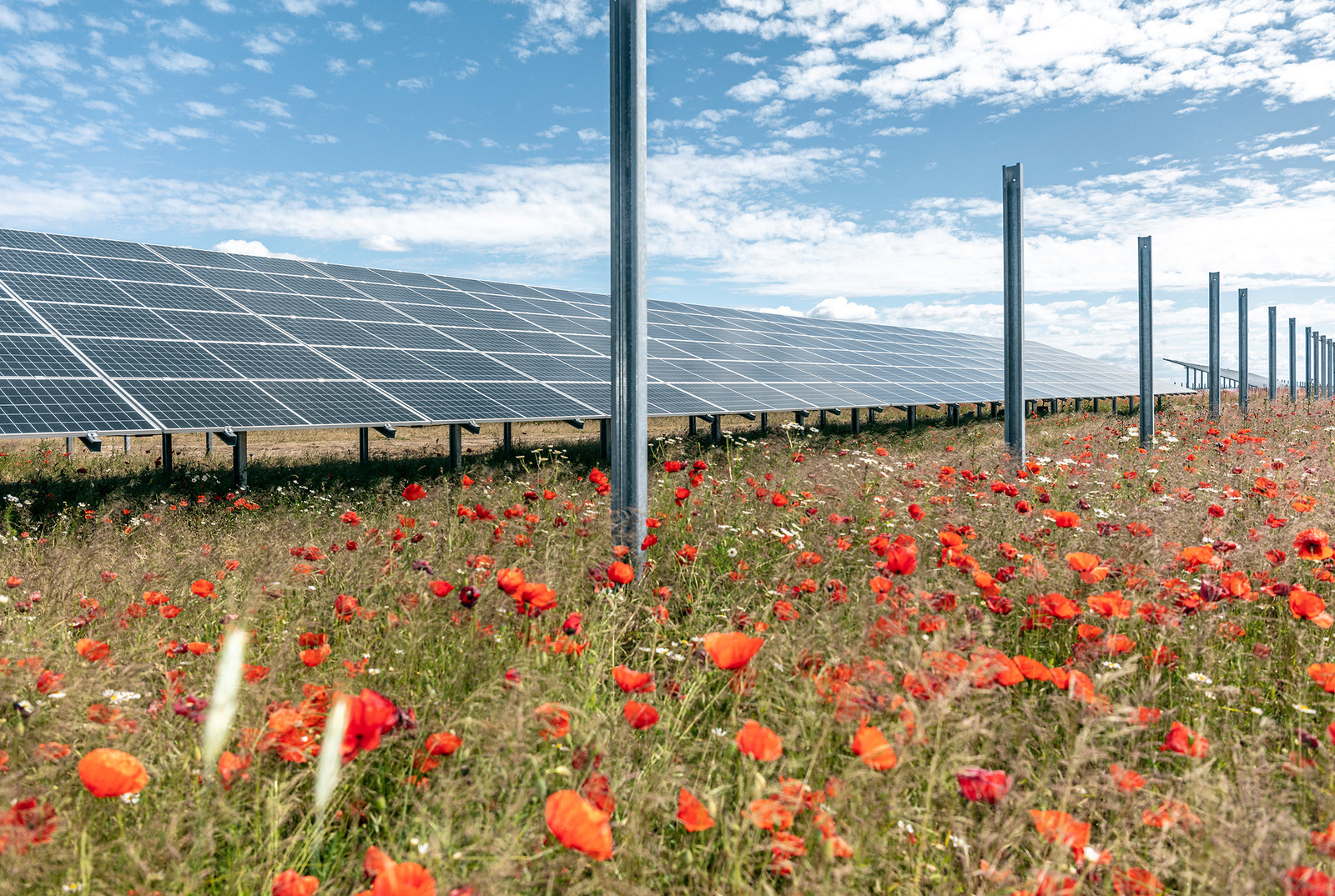 Sustainability - Denmark: New solar park promotes biodiversity