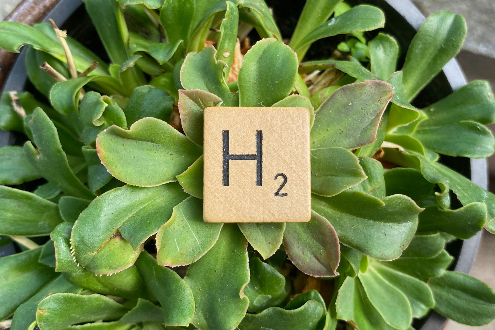Hydrogen - DH2 Energy wins the first European renewable hydrogen auction
