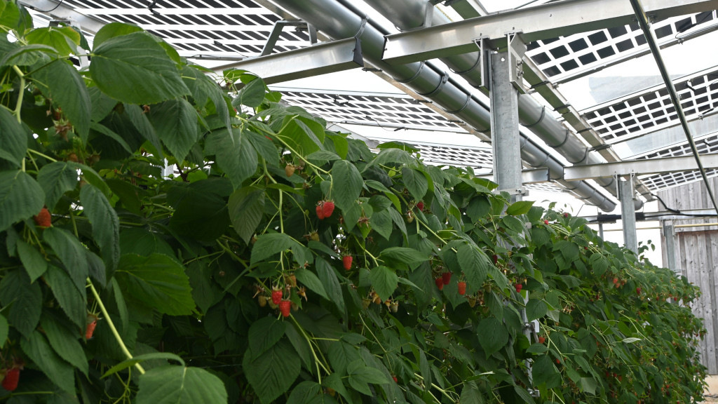 Berry performance under agri-PV – the impact of shading