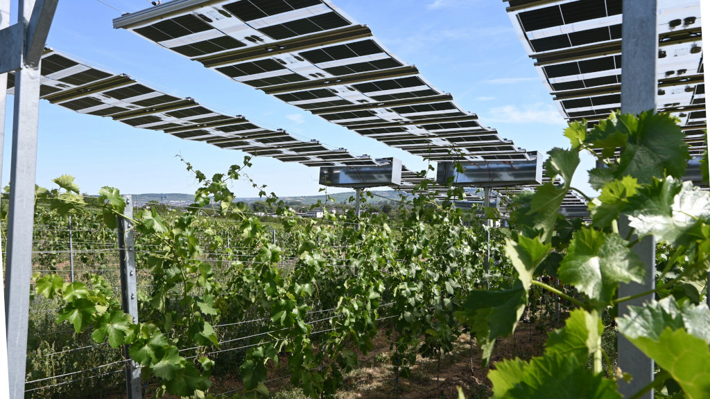 Mobile PV canopy moderates microclimate for young vines