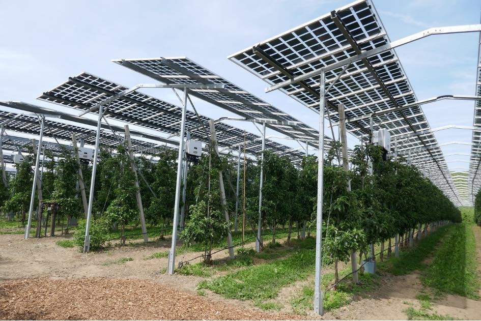 Agri-PV - Solar fences and semi-transparent glass canopies