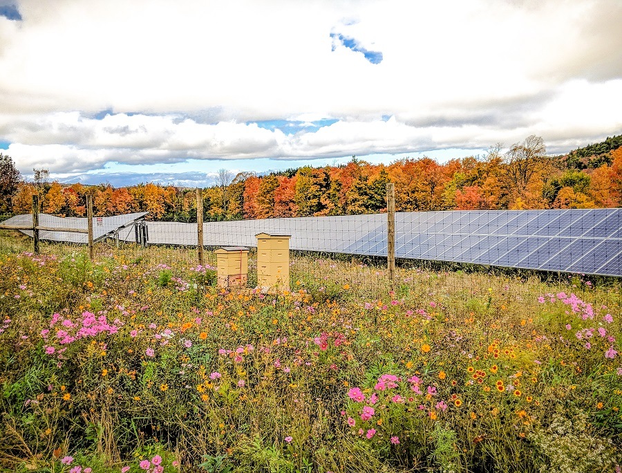 USA: - Pollinator-friendly solar projects move forward