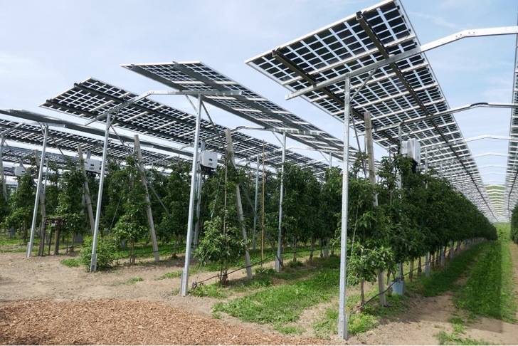 Agri-PV - Solar fences and semi-transparent glass canopies